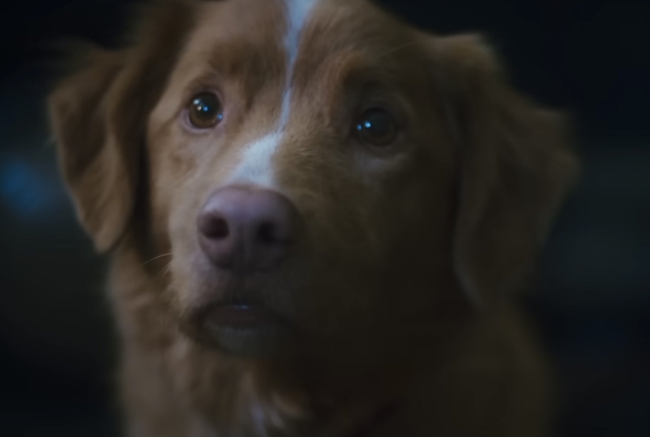 Good Boy : Indy gagne l'Astra Award du meilleur acteur horrifique !N ...